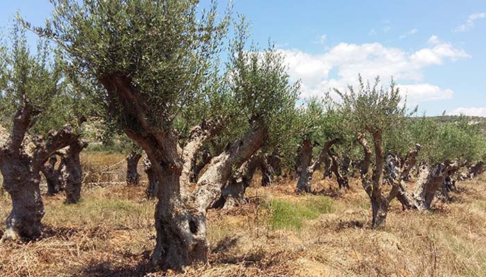 Κινδυνεύουν 15 ελαιόδεντρα ηλικίας χιλιάδων ετών στην Κρήτη