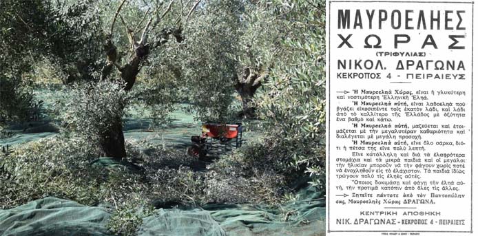Χώρα Μεσσηνίας: Πρώτη γιορτή για την έναρξη της συγκομιδής της «Μαυρολιάς»